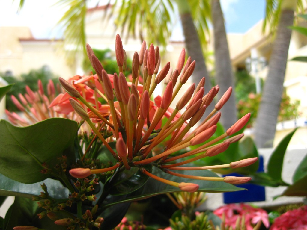 Anatomy Lab Memorial Day – Diary of a Caribbean Med Student